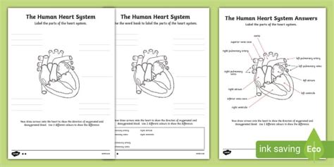 The Human Heart Cardiovascular System Labeling Worksheet
