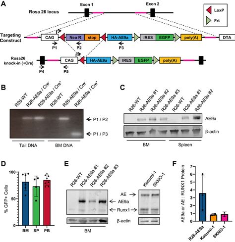 A Rosa26 Ae9a Ki Mouse Model Moderately Overexpresses Ae9a Protein A Download Scientific