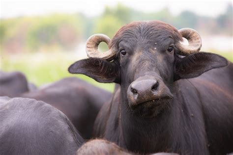 Buffalo Horns Ruminant Free Photo On Pixabay Pixabay