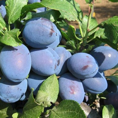 Slyvos Slyvų Sodinukai Dr Algirdo Amšiejaus Medelynas