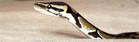 Cassie Normal Royal Python