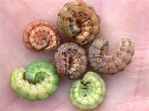 Corn Earworm Eggs