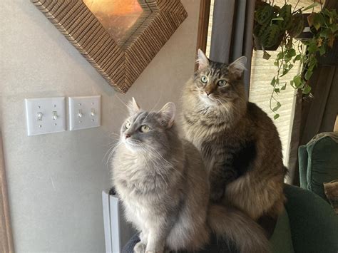 Here Is A Picture Of Hazy And Mimi Together I Wish I Could Post More