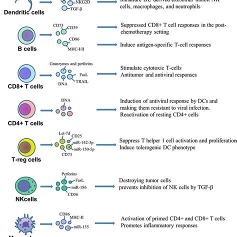 Bmsc Identification The Expression Of The Bmsc Markers Cd34 Cd44