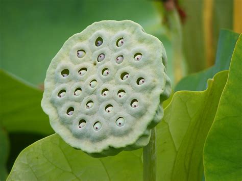 Trypophobia Wikipedia