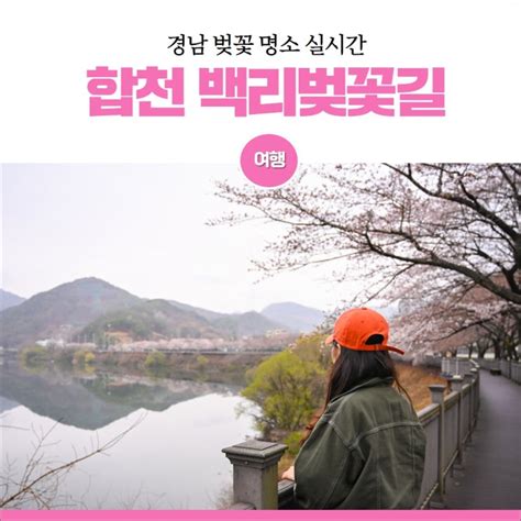 경남 벚꽃 명소 실시간 합천 백리벚꽃길 여행 코스 네이버 블로그