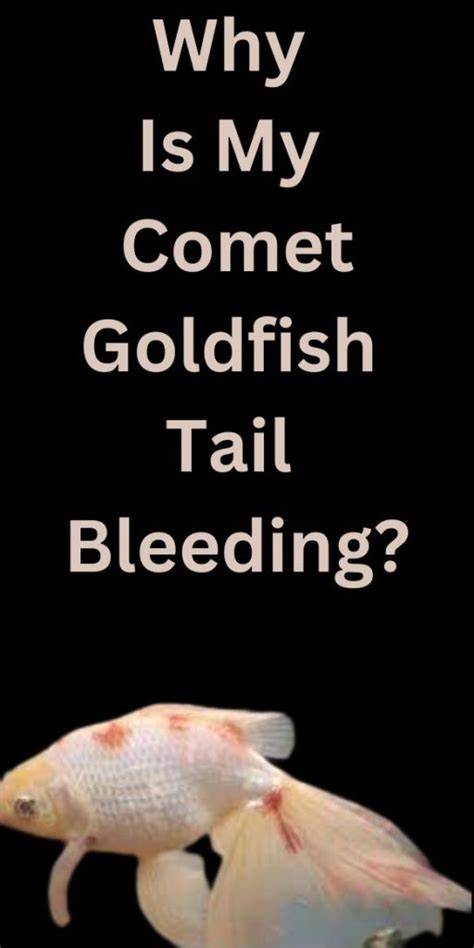 Why Is My Comet Goldfish Tail Bleeding Causessolutions Fishbasics