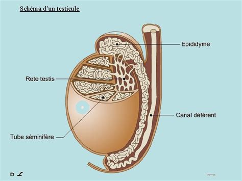 Anatomie Et Fonctionnement Des Organes Gnitaux De Lhomme