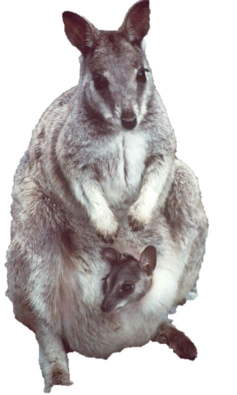 Are Wallabees True To Size Sizechartly