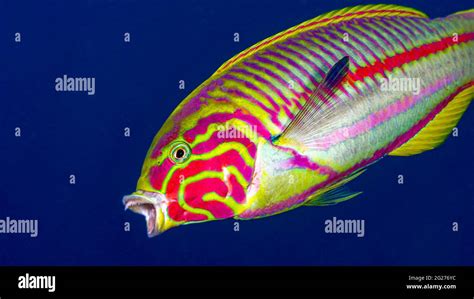 Lunar Wrasse Behavior