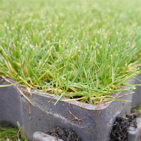 Grass Reinforcement Grids Spudulica