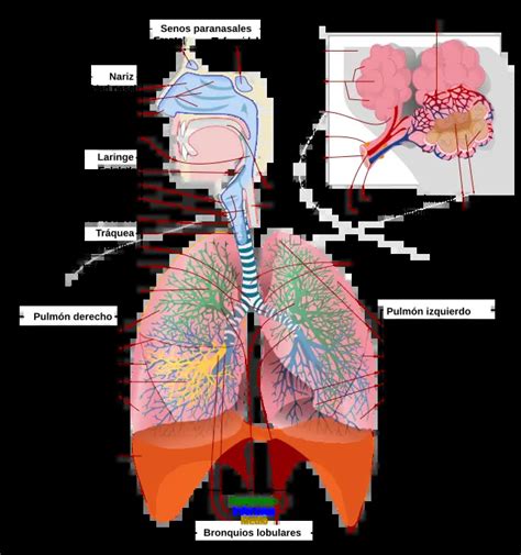 Estructura Del Sistema Respiratorio Un Viaje Por El Interior Del
