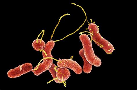 How Antibiotics Can Reduce Gastric Cancer In China Edgenomics Posted