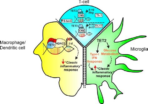 Tet2 An “ambiguous” Player In Inflammation Pmc