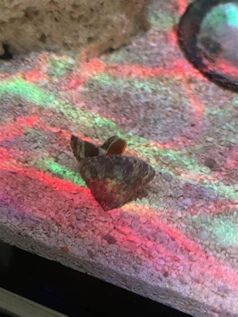 Dead Trochus Rreeftank