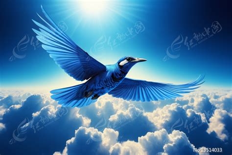 一只鸟儿展翅飞翔在天空中高清图片下载红动中国