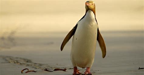 Penguins By Binomial Name Quiz By Geronimostilton