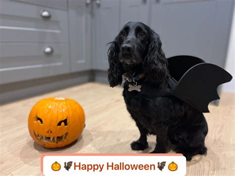 May The Tricks Be Original And The Treats Plentiful Sam York