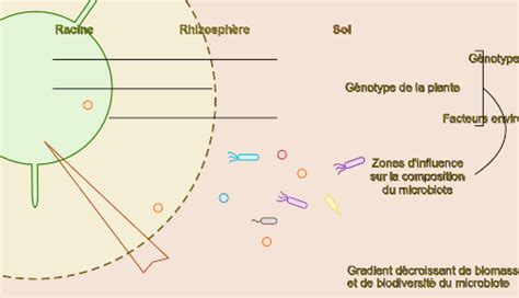 Le Microbiote Racinaire Des Plantes Planet Vie