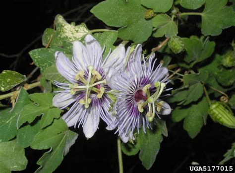 Redfruit Passionflower Passiflora Foetida L 5177015