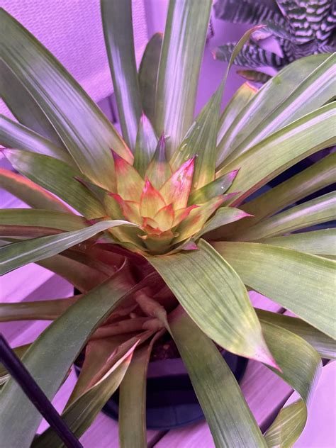 Bromeliad Identification Please R Bromeliad