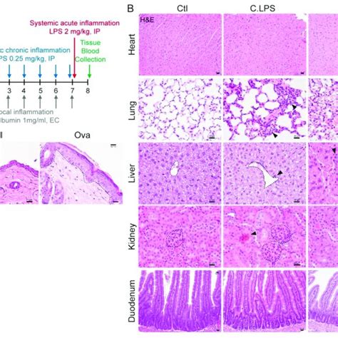 Histopathological Analysis A Experimental Schematic For Chronic