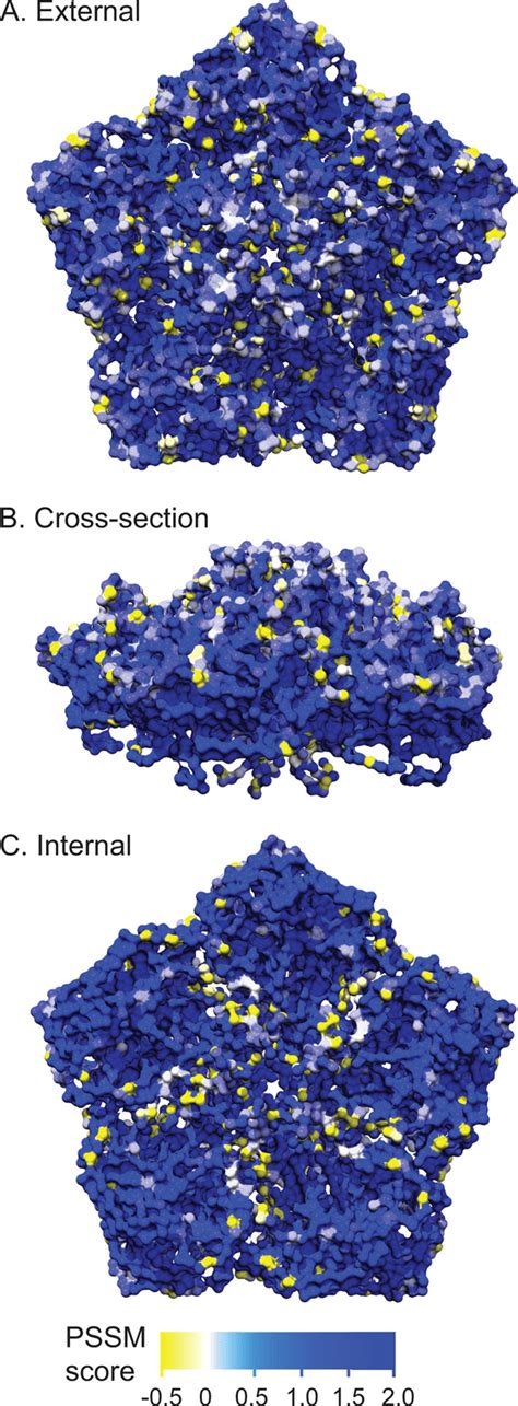 Amino Acid Conservation On The Enterovirus Capsid Pentamer Subunit