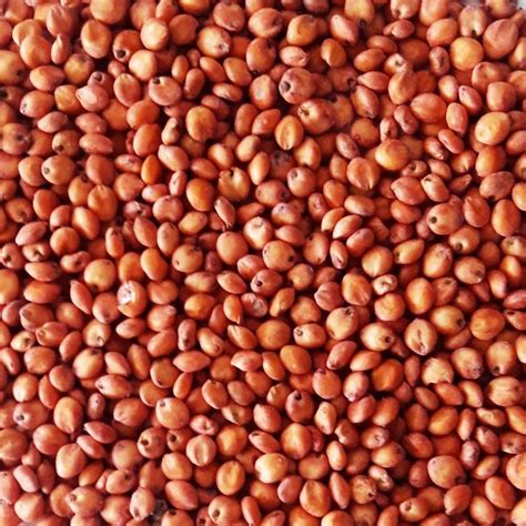 Sorghum Sudan Grass Seed Wholesale Price And Mandi Rate For Sorghum