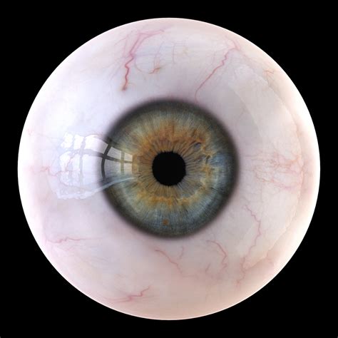 3d Iris Anatomy Eye Pupil Model Turbosquid 1324368