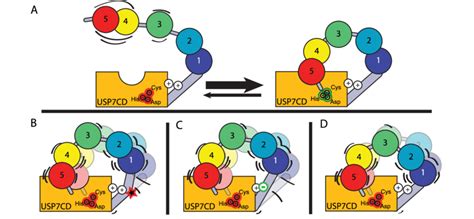 Model Of Usp7 Activation A The Model Of Usp7 Self Activation Shows