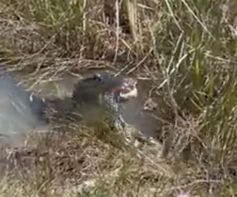 Watch Alligator Body Slams A Python Self Reliance Central