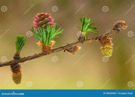 Flor Del Alerce Imagen De Archivo Imagen De Polen Corteza 30652469