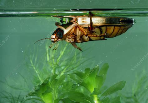 Diving Beetle Facts At Wilma Breazeale Blog