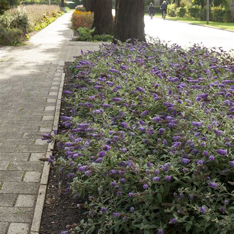 Lo And Behold Blue Chip Buddleia Spring Meadow Wholesale Liners