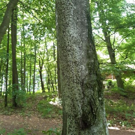 Cryptococcus Fagisuga Woolly Beech Scale