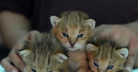 Lynx In Comments Meme On Imgur