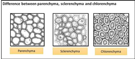H Answer The Following In Detail 1 State The Differences Between Parenchyma Collenchyma And