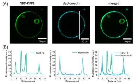 Binding Of Daptomycin To Guvs Mimicking Cell Membrane Of Gram Positive