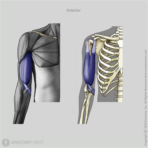 Biceps Brachii Encyclopedia Anatomyapp Learn Anatomy 3d Models
