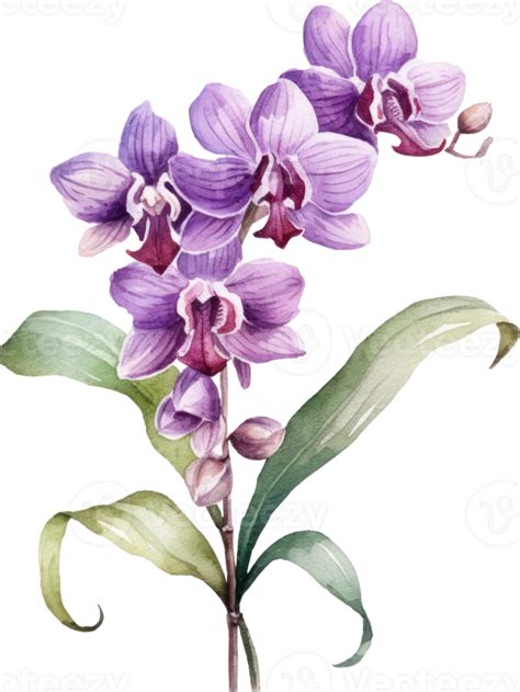 Purple Orchid Flower Watercolor Illustration 23564854 Png