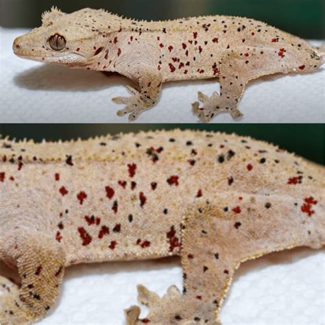 Crested Gecko Morphs Tennys Crested Geckos