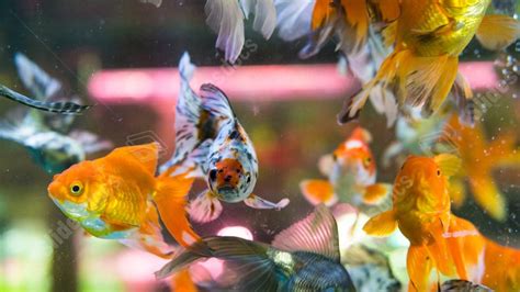 Ocean Marine Life Goldfish Fish Powerpoint Background For Free Download