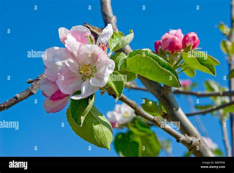 Flower Of Kent Apple Tree Fruit