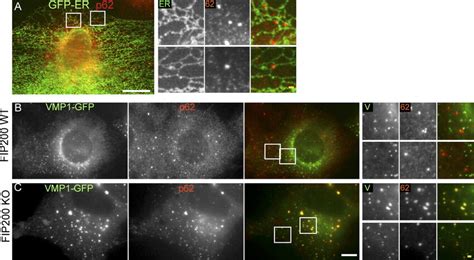P62 Puncta Associate With The Er Independently Of Fip200 A Mefs