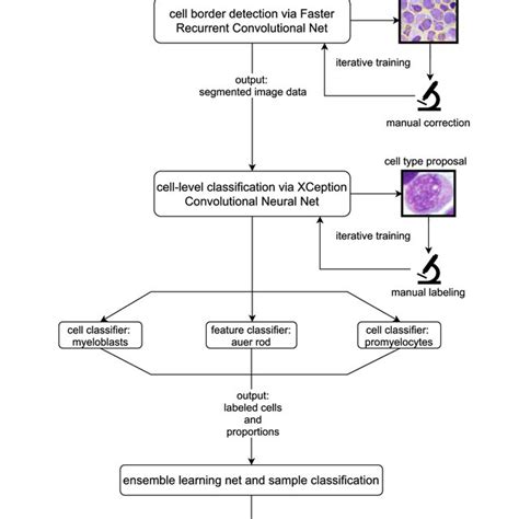 Workflow Of The Multi Step Deep Learning Model For Apl Recognition We