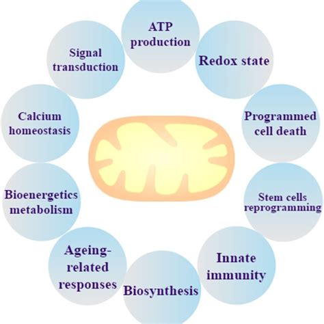 Mitochondrial Biological Function Mitochondria Are Not Only The