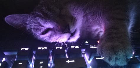 Purple Cat On Keyboard