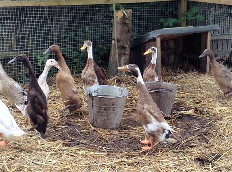 Fawn And White Runner Duck