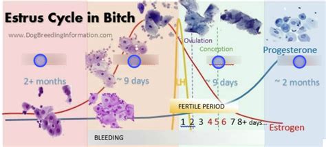 Progesterone Testing And Vaginal Cytology