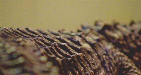 Phillip Warnell Visions Mtl